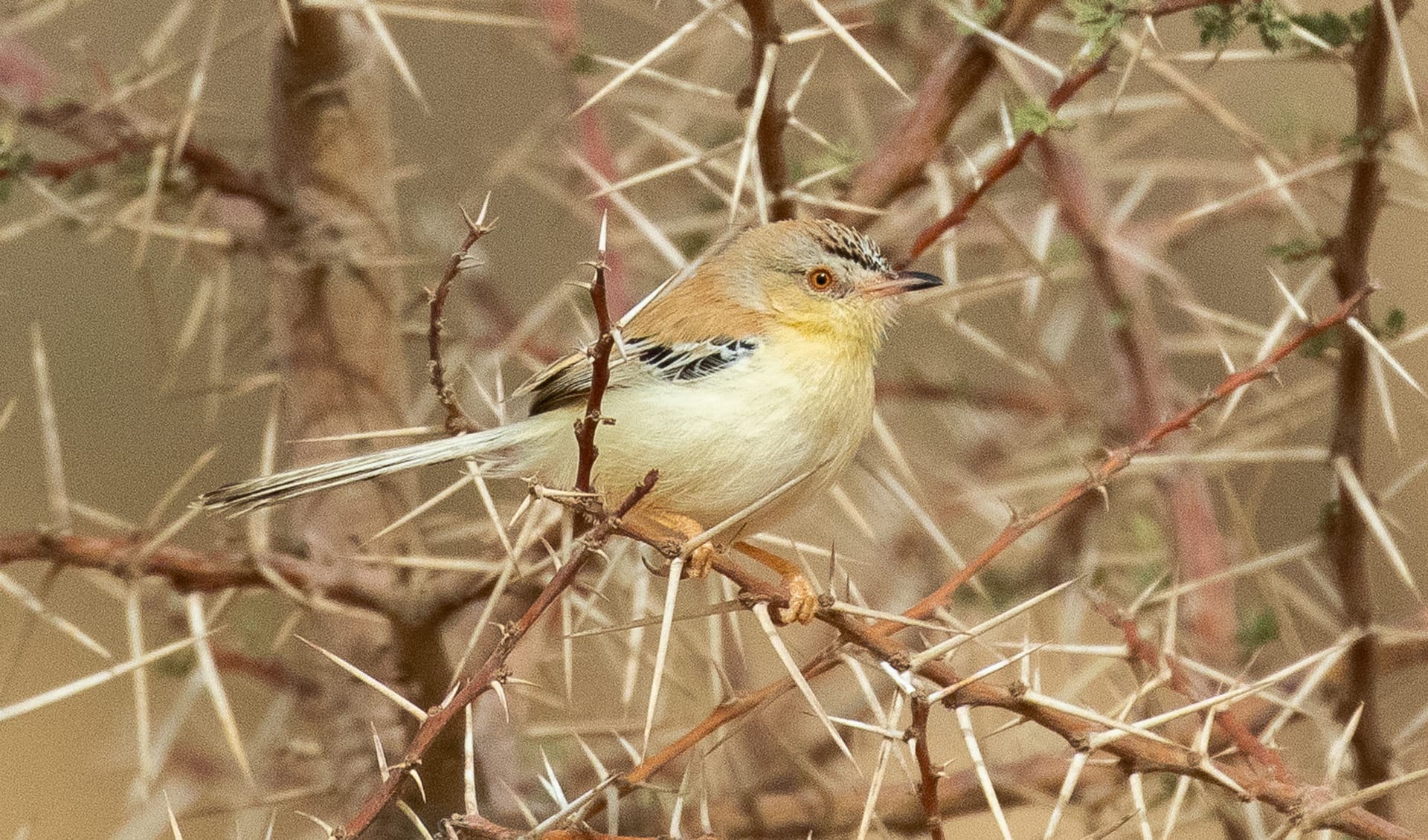 Cisticolidae - Cisticolas: facts, distribution & population | BioDB